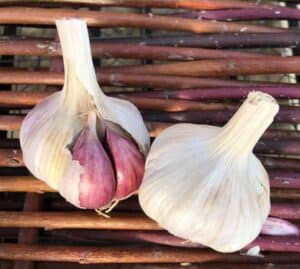 Creole Red Certified Organic Garlic - Creole Red