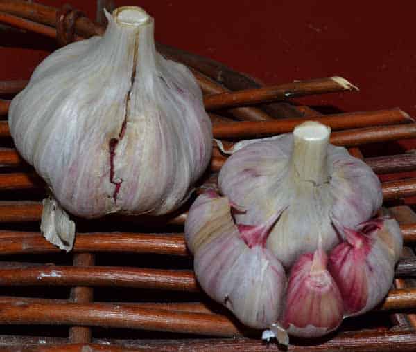 Certified Organic Creole Garlic - Whistling Duck Farm